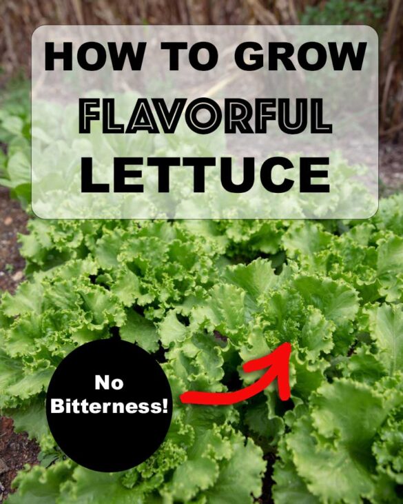 How to Prevent Bitter Lettuce - The Seasonal Homestead