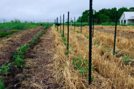 How to Grow Tomatoes from Seeds - The Seasonal Homestead