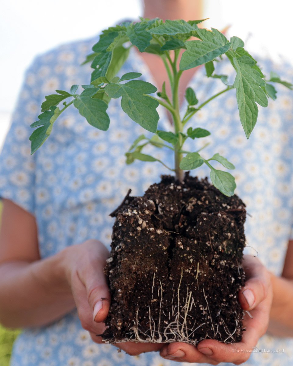 The Best Fertilizer for Tomato Plants - The Seasonal Homestead