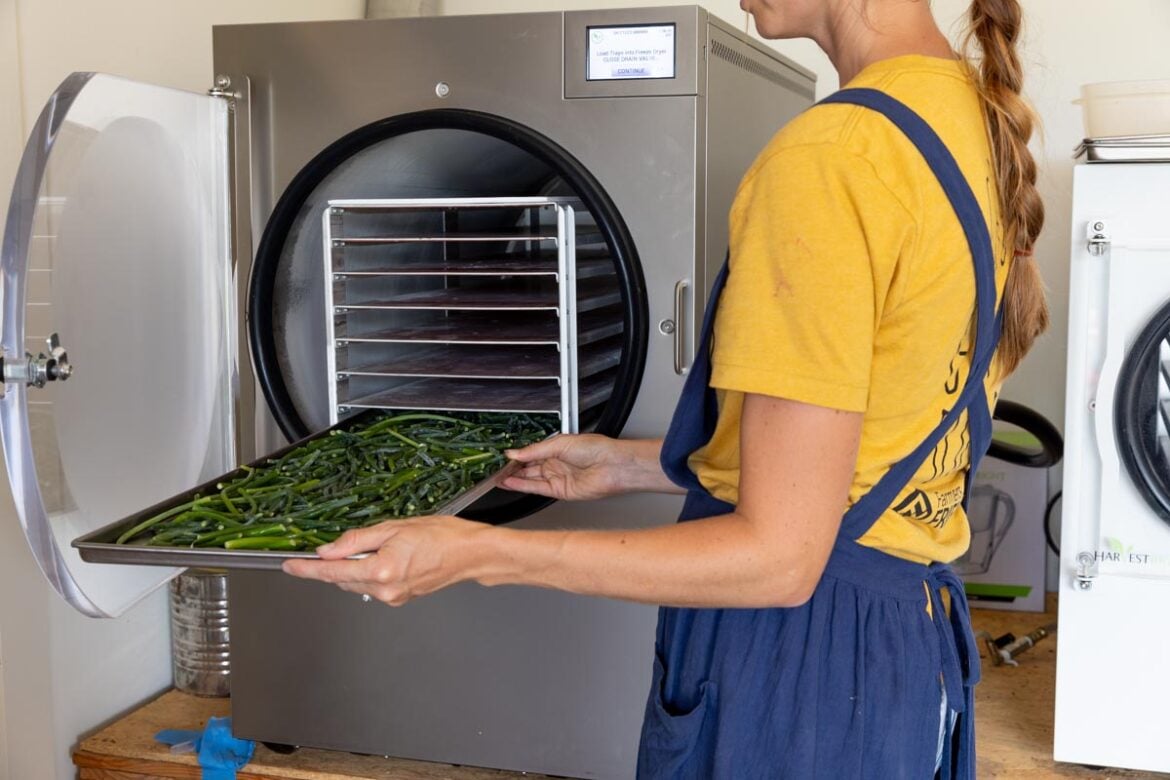 How to Make Freeze Dried Garlic Scape Powder - The Seasonal Homestead