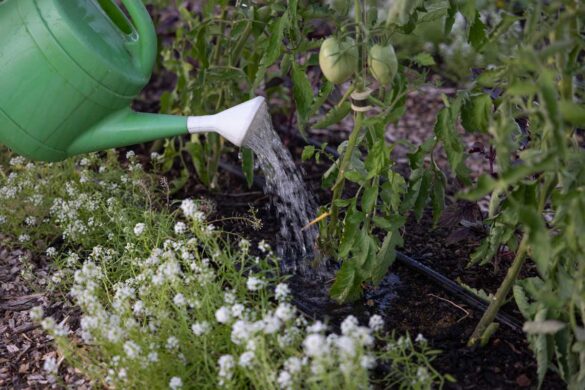 The Best Fertilizer for Tomato Plants - The Seasonal Homestead