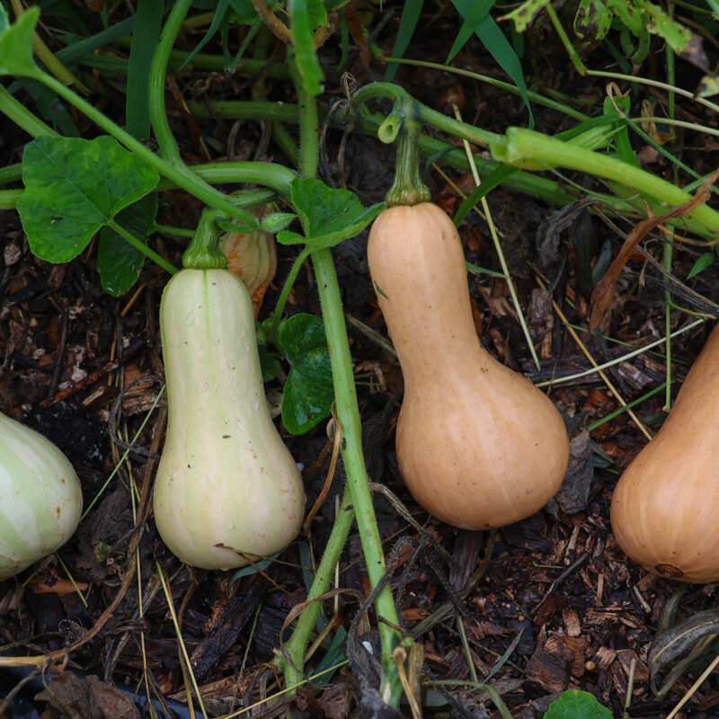5 Signs Your Butternut Squash are Ready for Harvest - The Seasonal ...
