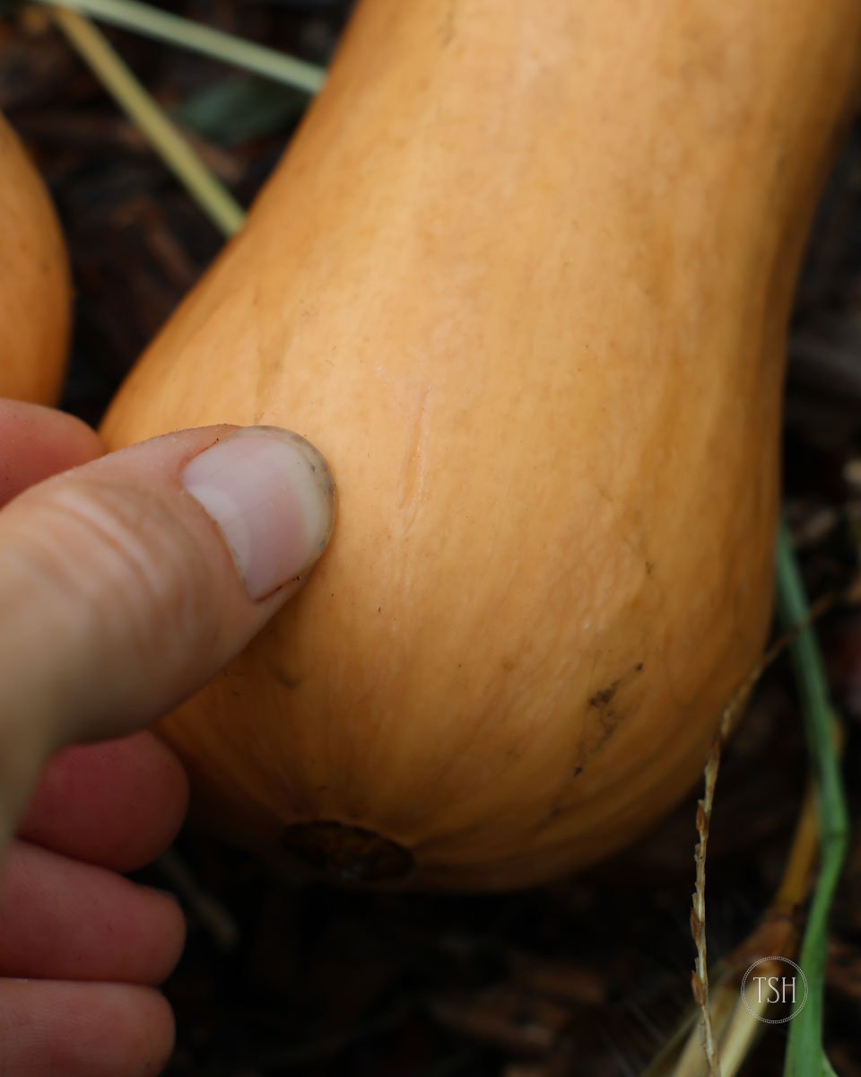 5 Signs Your Butternut Squash are Ready for Harvest - The Seasonal ...