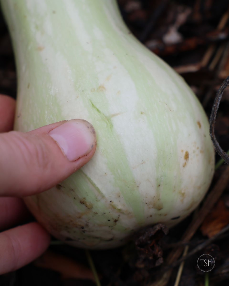 5 Signs Your Butternut Squash are Ready for Harvest - The Seasonal ...