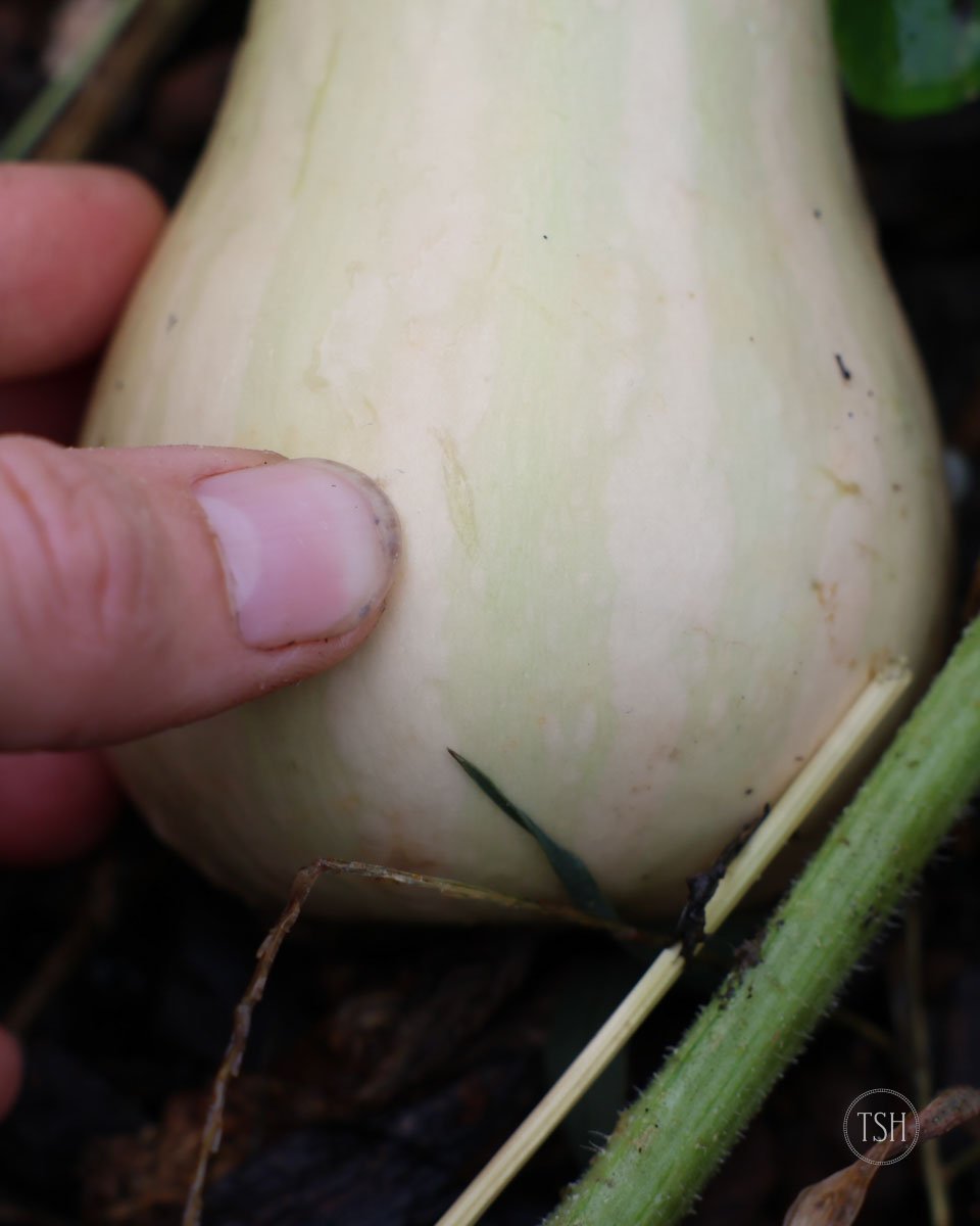 5 Signs Your Butternut Squash are Ready for Harvest - The Seasonal ...