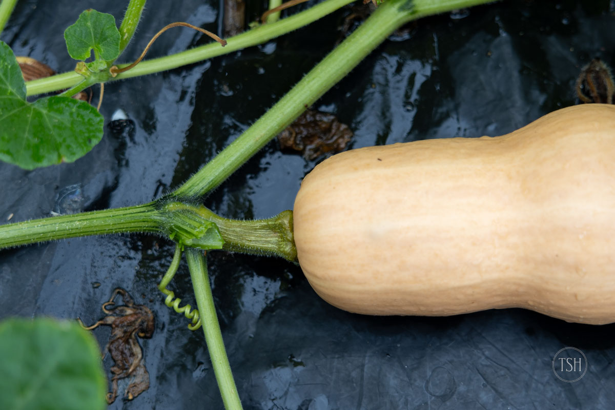 5 Signs Your Butternut Squash are Ready for Harvest - The Seasonal ...
