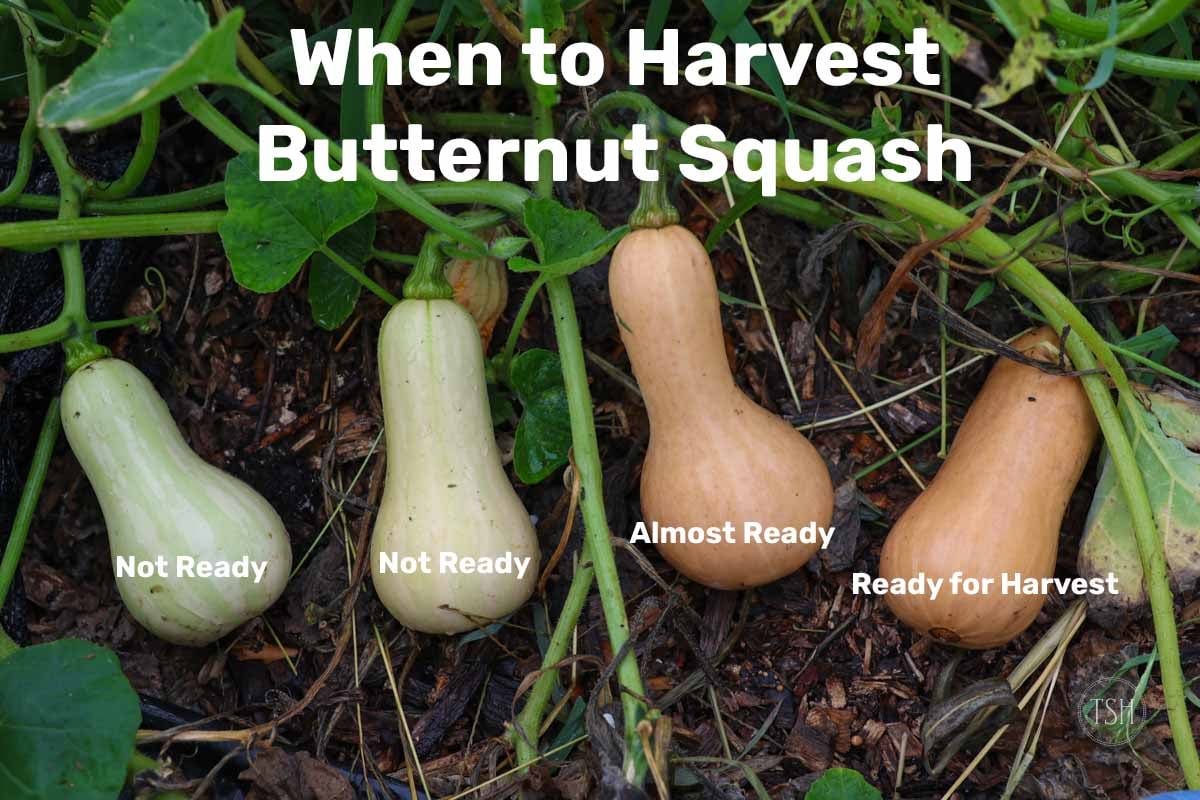 5 Signs Your Butternut Squash are Ready for Harvest - The Seasonal ...