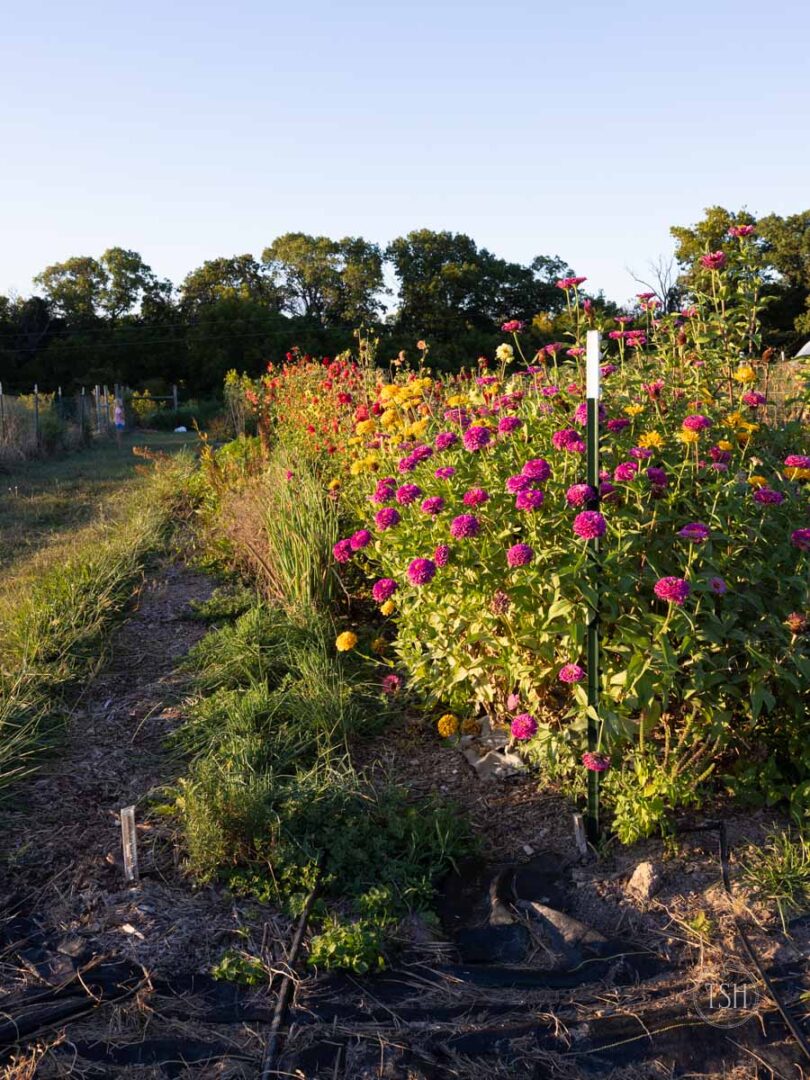 How to Clean the Garden in Fall - The Seasonal Homestead
