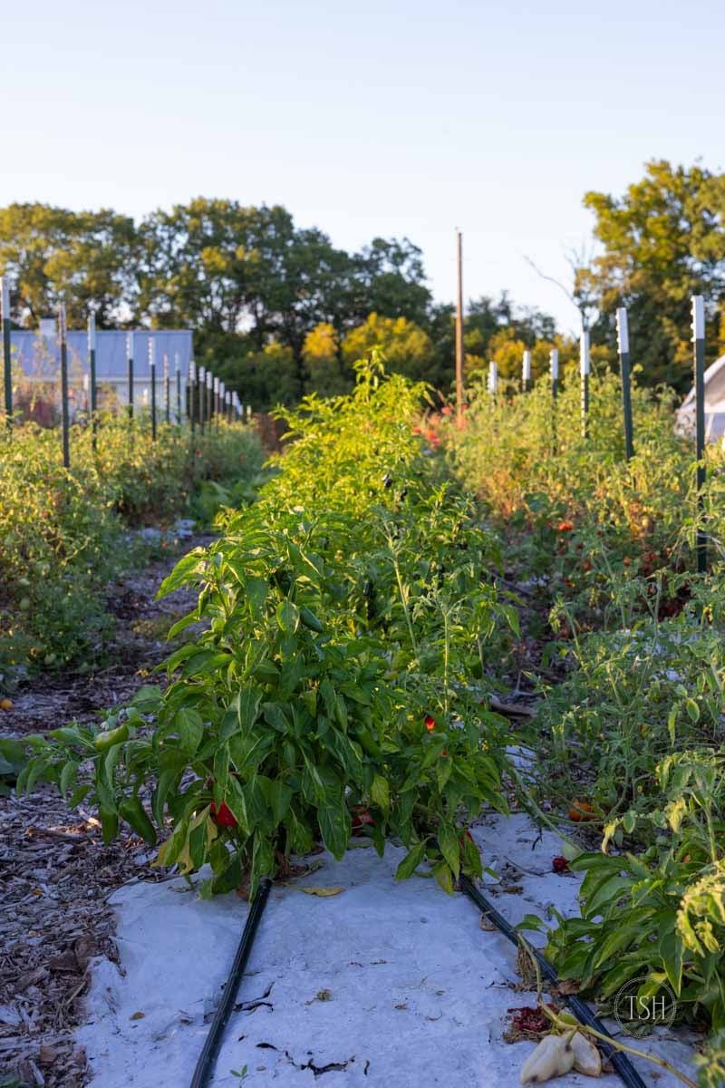 How to Clean the Garden in Fall - The Seasonal Homestead