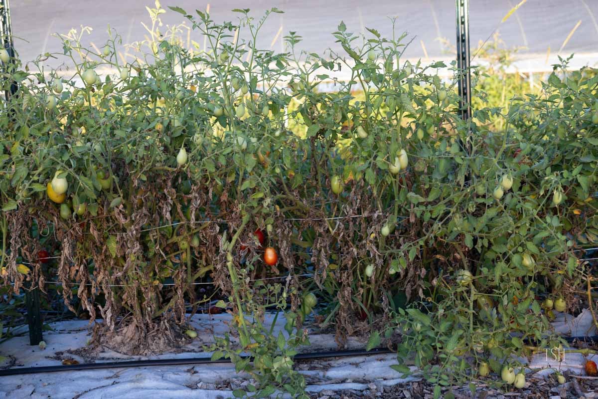 How to Clean the Garden in Fall - The Seasonal Homestead