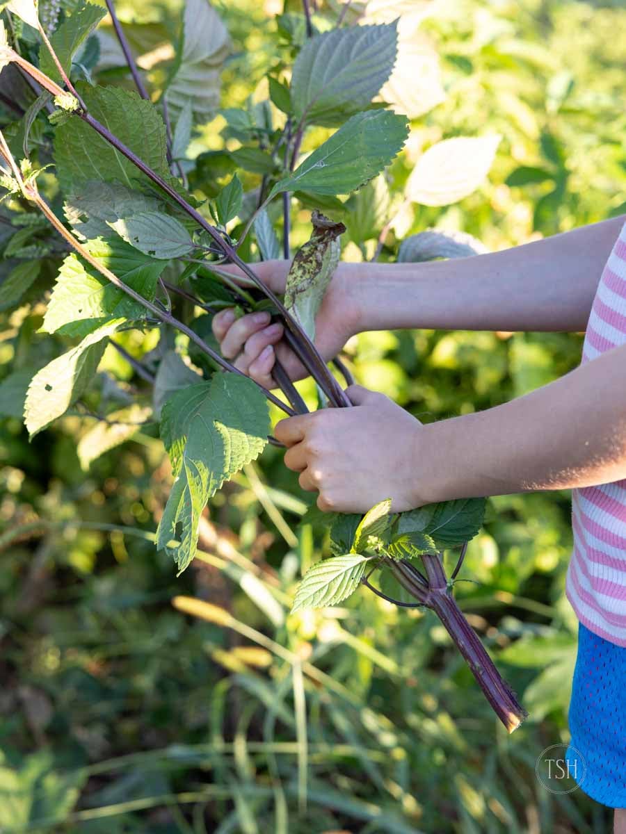 How to Clean the Garden in Fall - The Seasonal Homestead