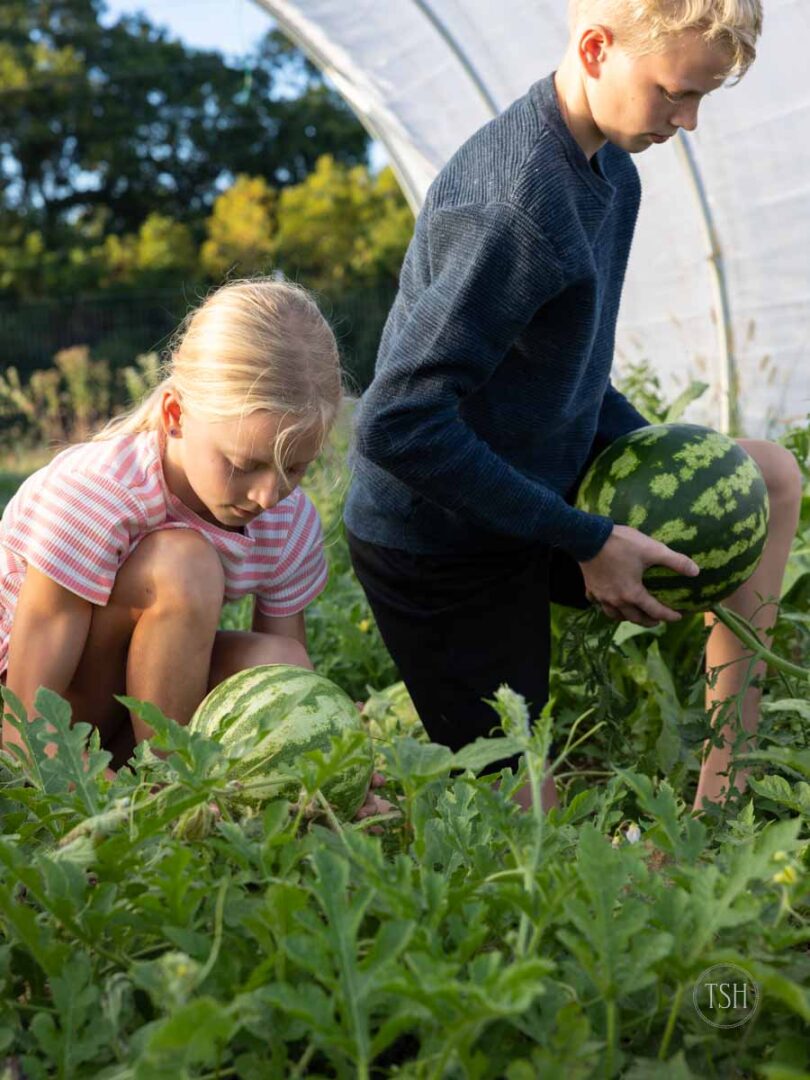 How to Clean the Garden in Fall - The Seasonal Homestead