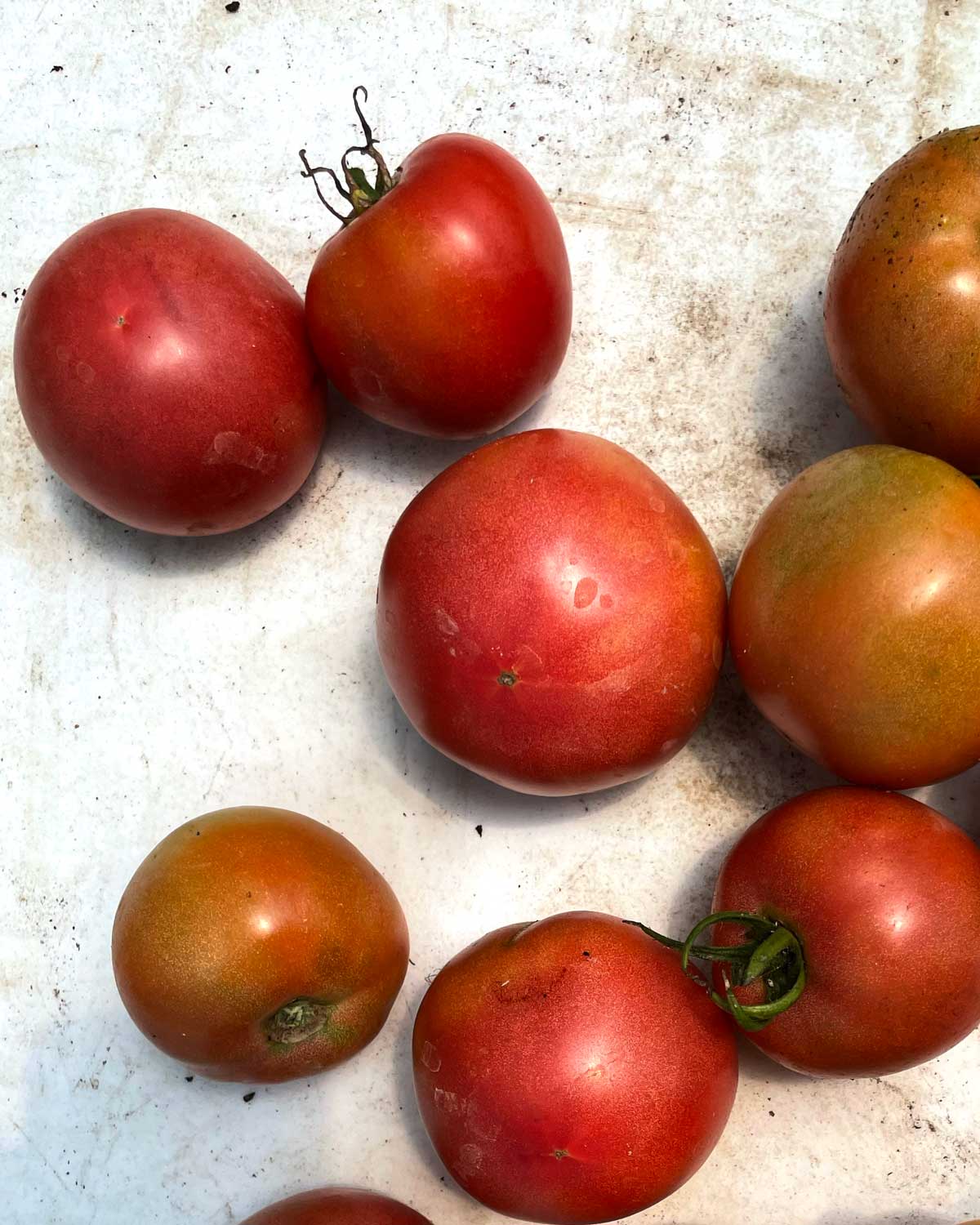 The 10 Best Tomatoes to Grow - The Seasonal Homestead