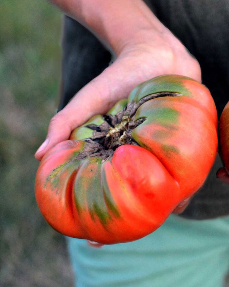 The 10 Best Tomatoes to Grow - The Seasonal Homestead