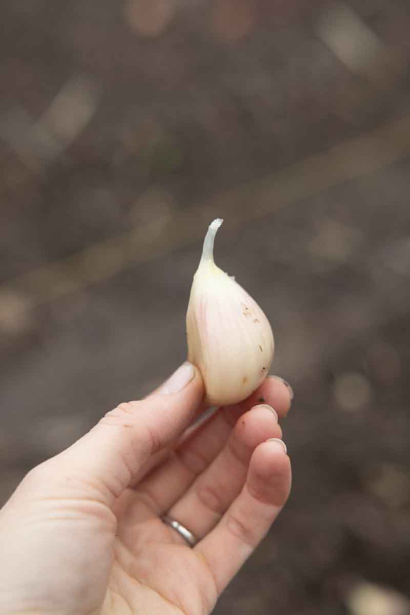 How to Plant Garlic - The Seasonal Homestead