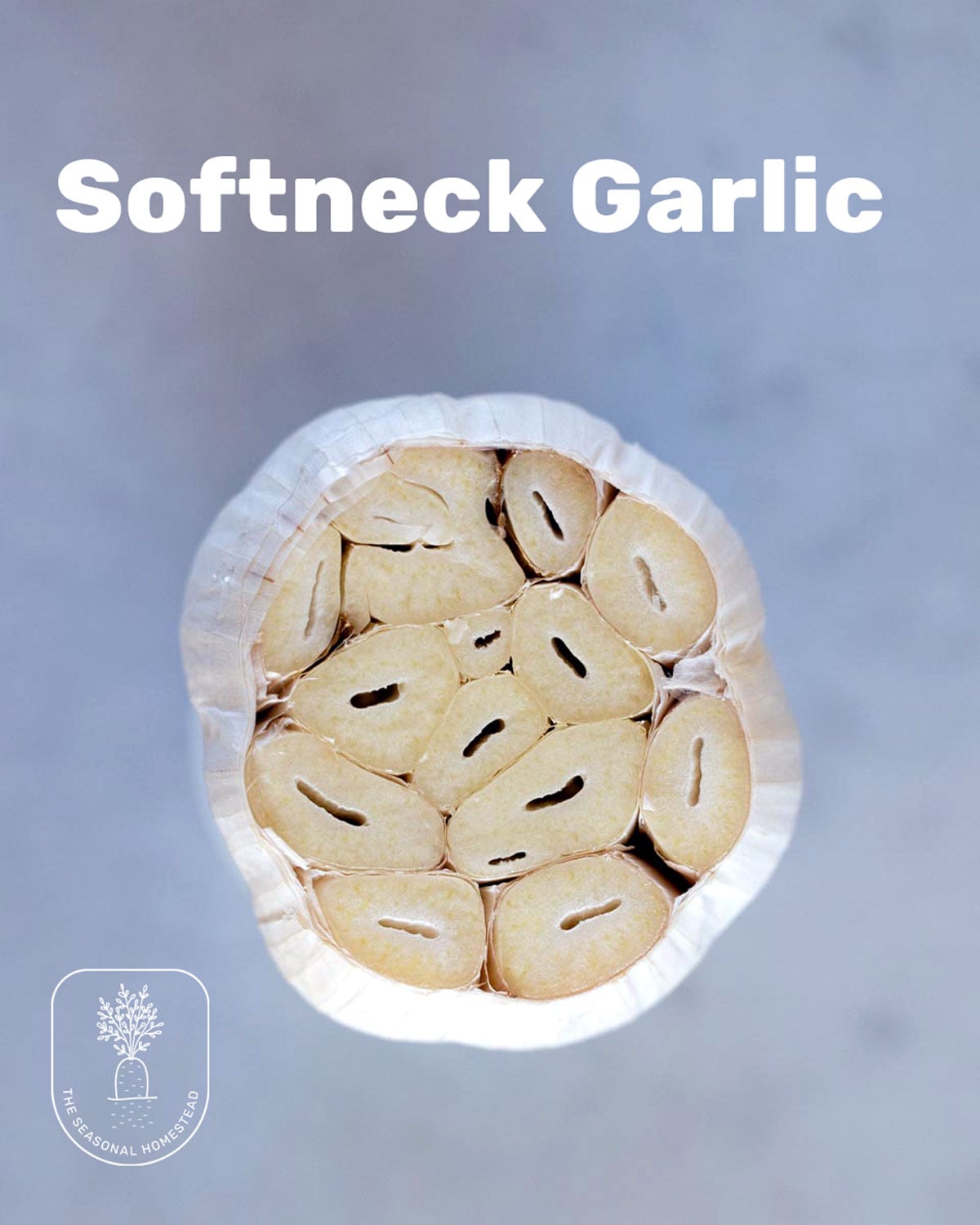 Hardneck vs Softneck Garlic - The Seasonal Homestead
