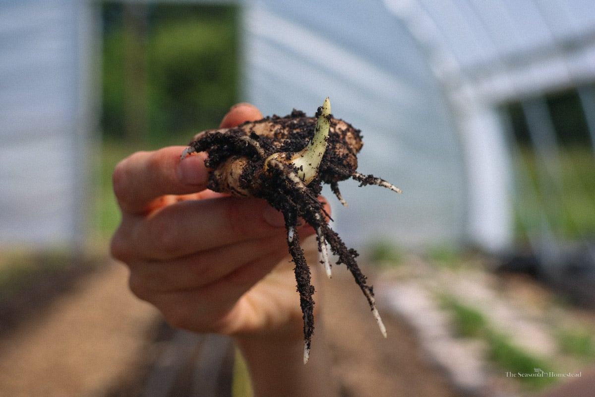 How to Grow Ginger - The Seasonal Homestead