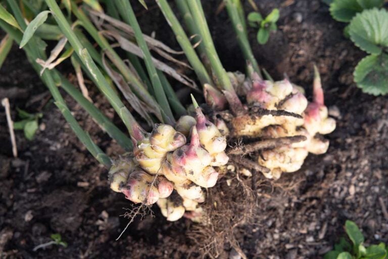 How to Grow Ginger - The Seasonal Homestead