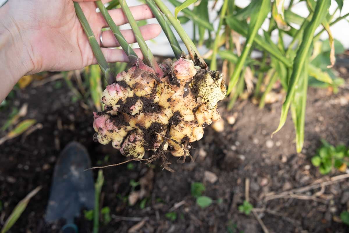 How to Grow Ginger - The Seasonal Homestead
