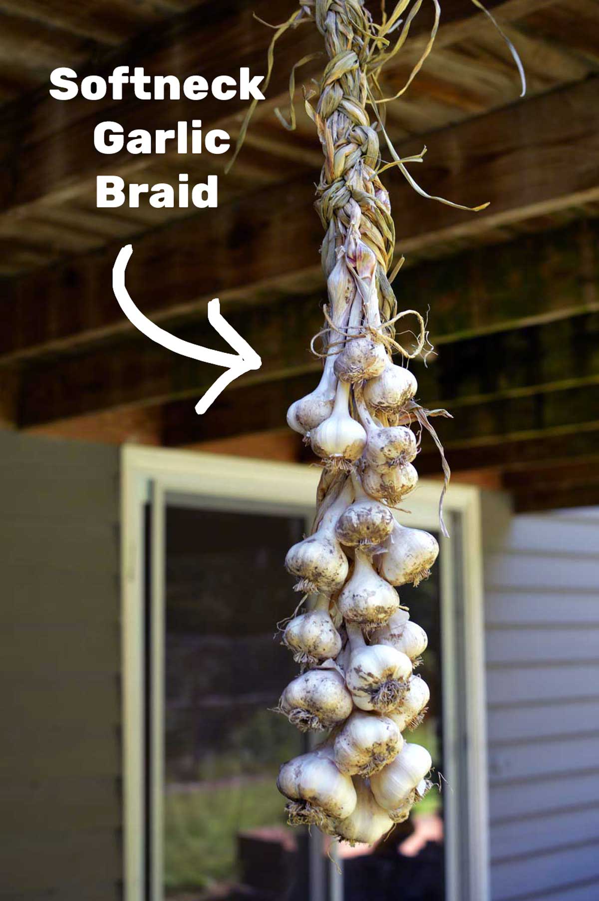 Hardneck vs Softneck Garlic - The Seasonal Homestead