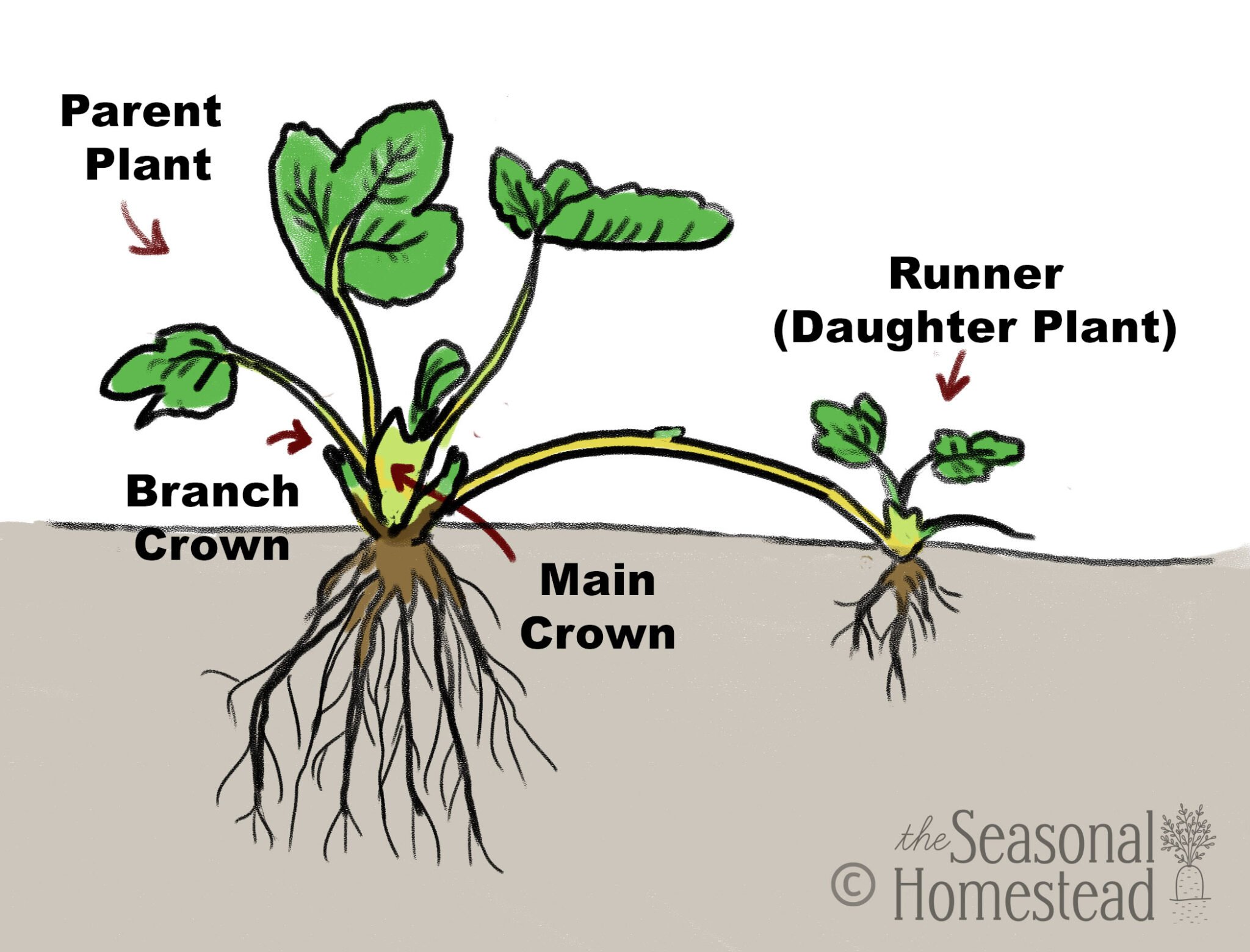 How to Plant Strawberries - The Seasonal Homestead