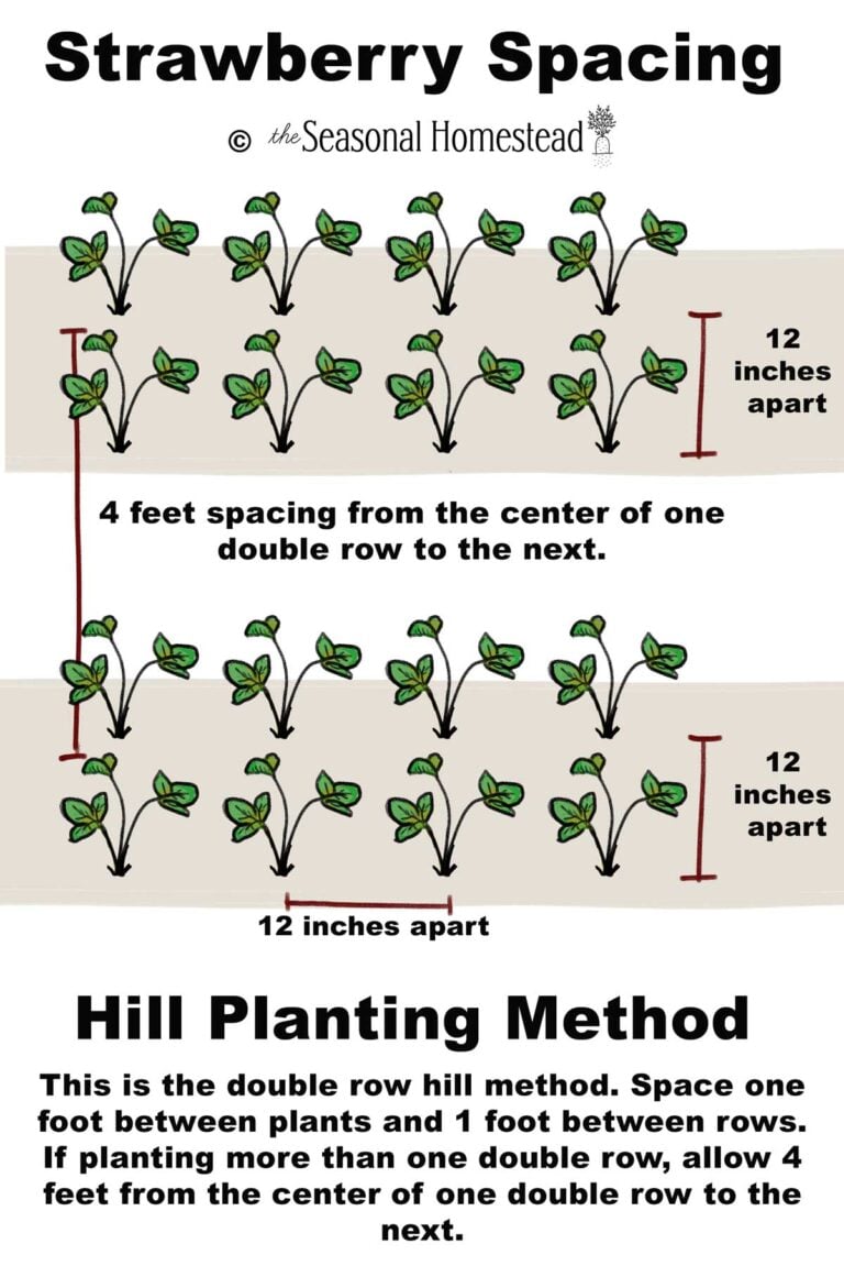 How to Plant Strawberries - The Seasonal Homestead