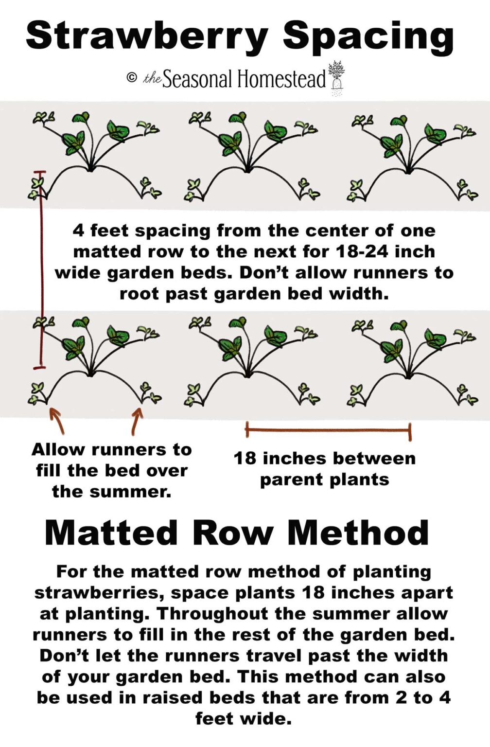 How to Plant Strawberries - The Seasonal Homestead