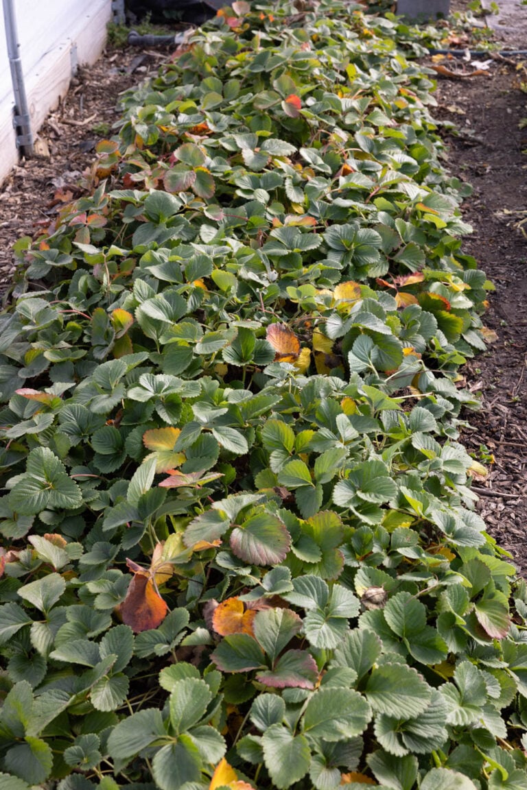 How to Plant Strawberries - The Seasonal Homestead