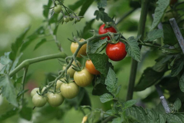 How to Grow Tomatoes from Seeds - The Seasonal Homestead