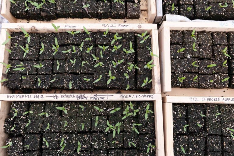 How to Grow Tomatoes | The Ultimate Beginners Guide - The Seasonal ...