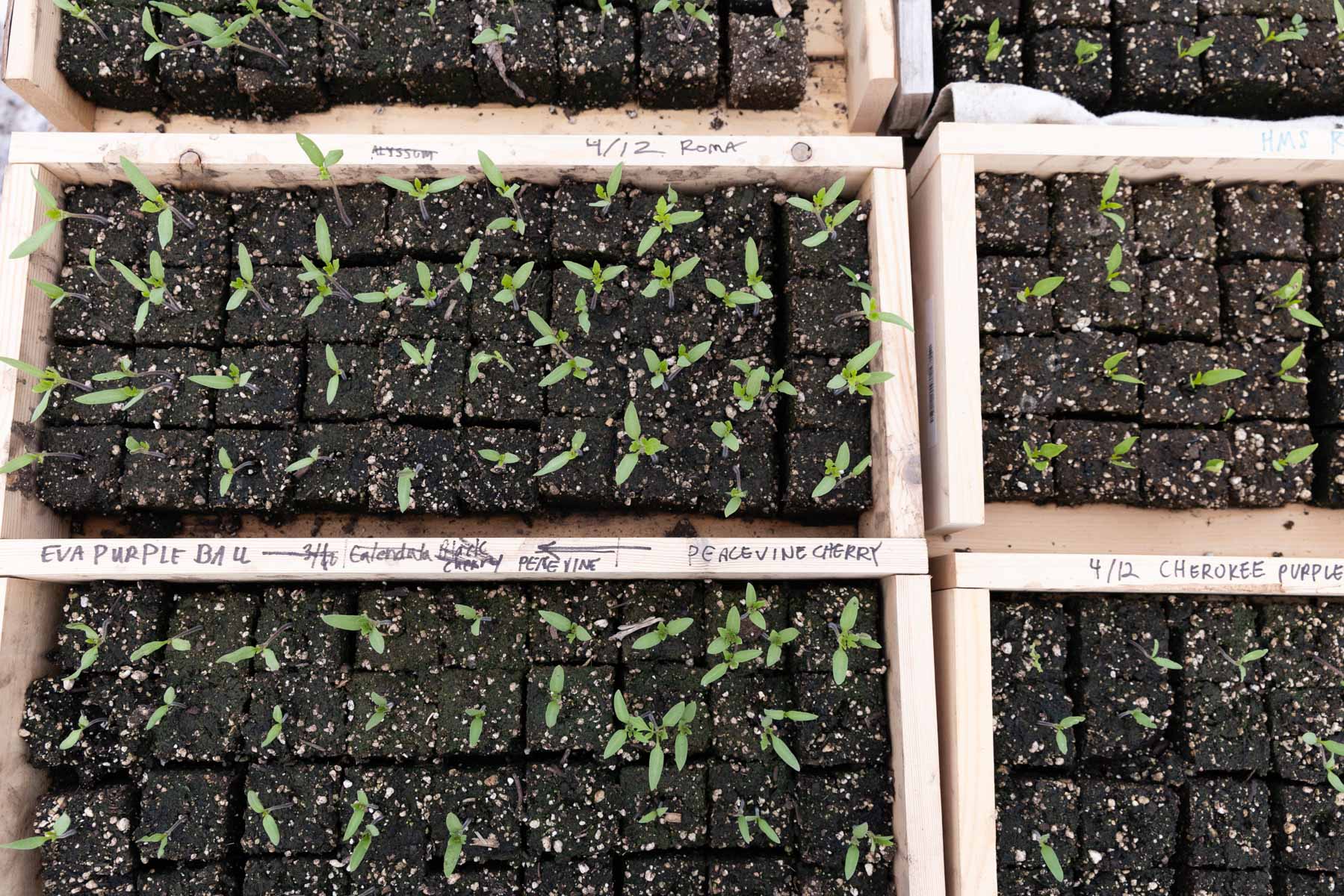 How to Grow Tomatoes | The Ultimate Beginners Guide - The Seasonal ...