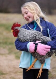 Barred Plymouth Rock Chicken Breed | Complete Guide (with Pictures ...