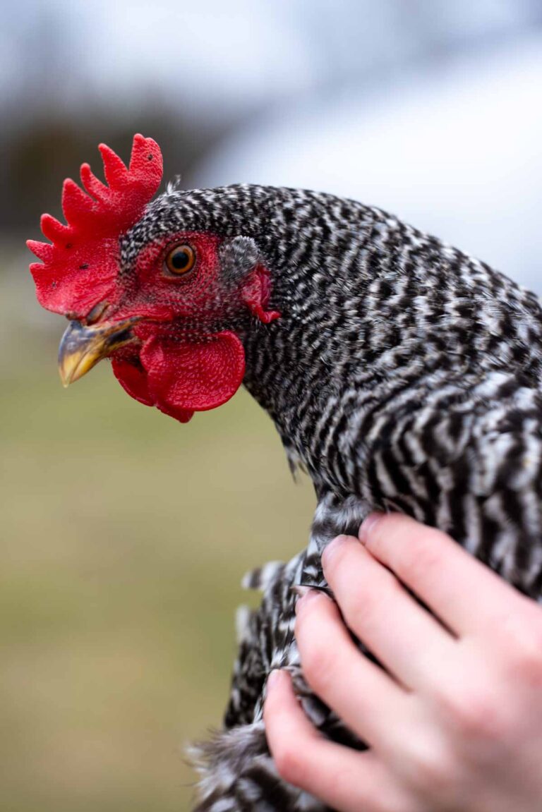 Barred Plymouth Rock Chicken Breed | Complete Guide (with Pictures ...