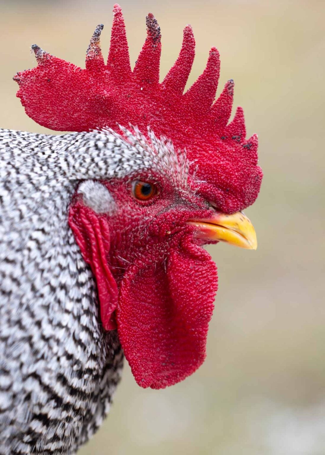 Barred Plymouth Rock Chicken Breed | Complete Guide (with Pictures ...