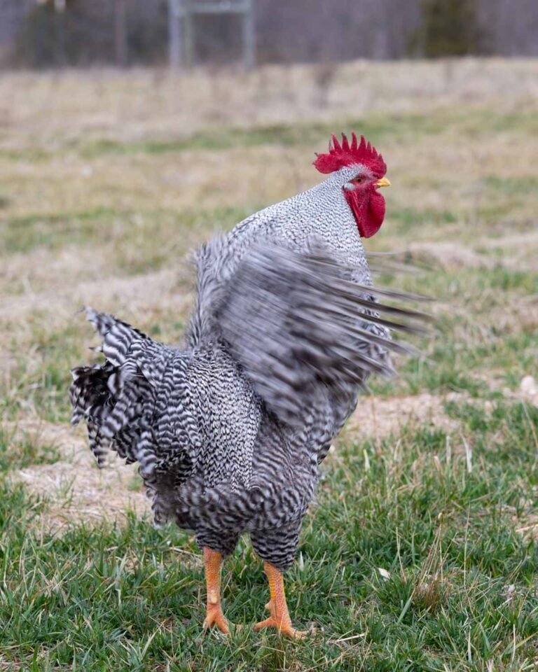 Barred Plymouth Rock Chicken Breed | Complete Guide (with Pictures ...