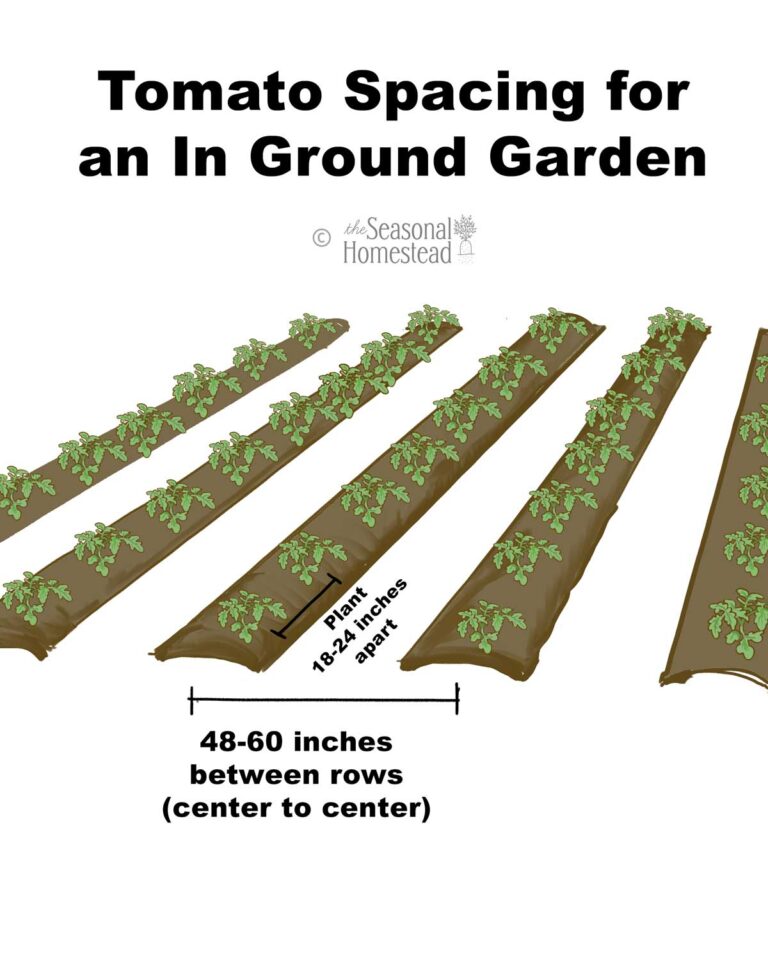 How to Grow Tomatoes | The Ultimate Beginners Guide - The Seasonal ...