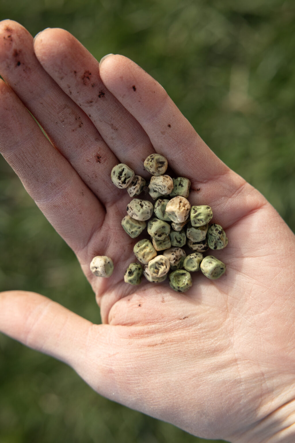 How to Grow Peas: Start to Finish - The Seasonal Homestead