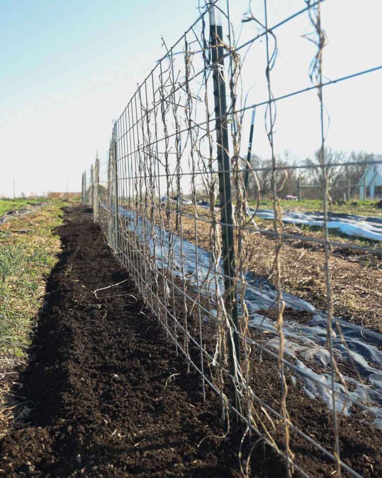 How to Grow Peas: Start to Finish - The Seasonal Homestead