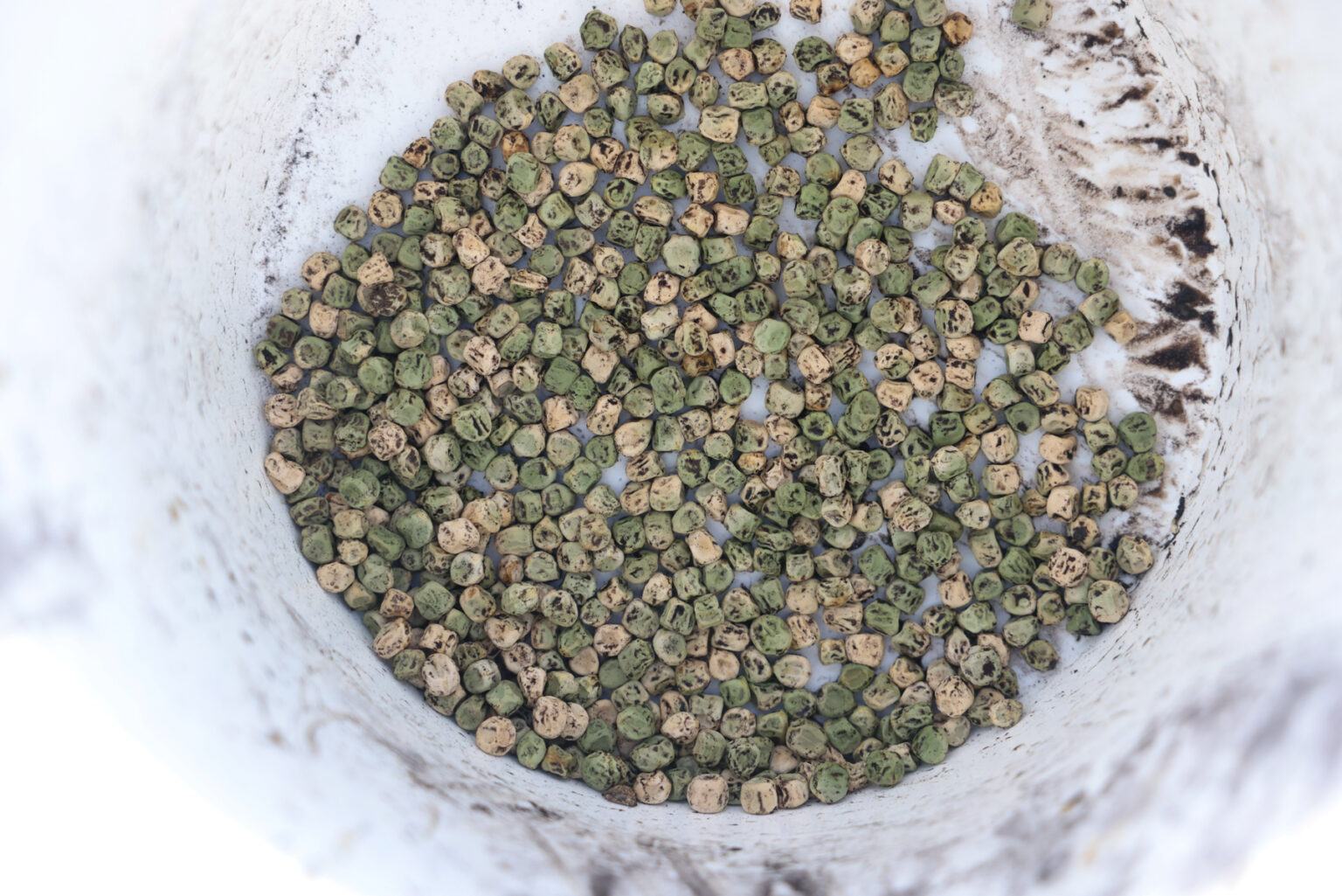 How to Grow Peas: Start to Finish - The Seasonal Homestead