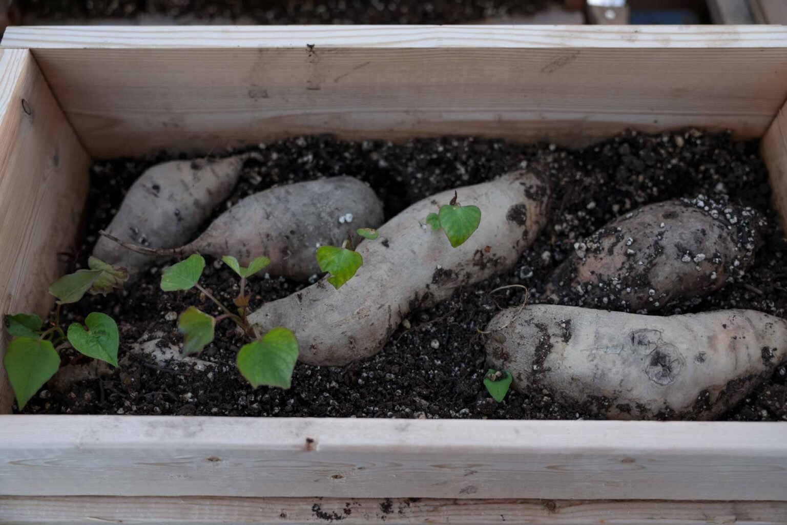 How to Grow Sweet Potato Slips - The Seasonal Homestead