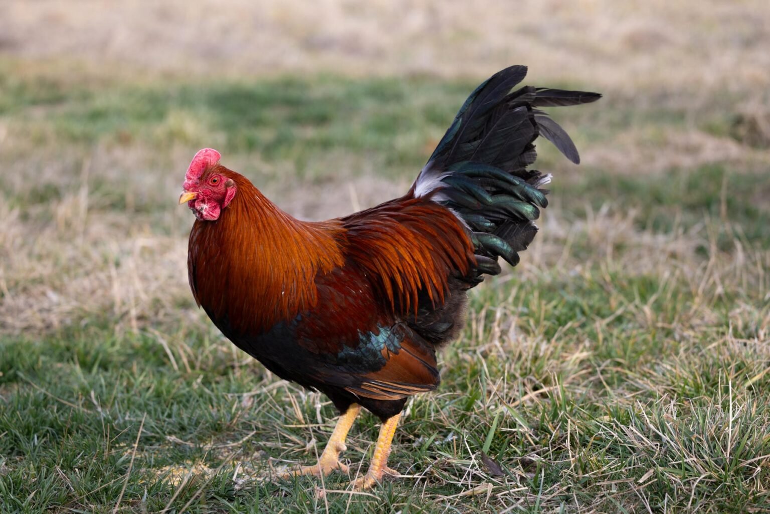Welsummer Chicken Breed | Complete Guide (with Pictures) - The Seasonal ...