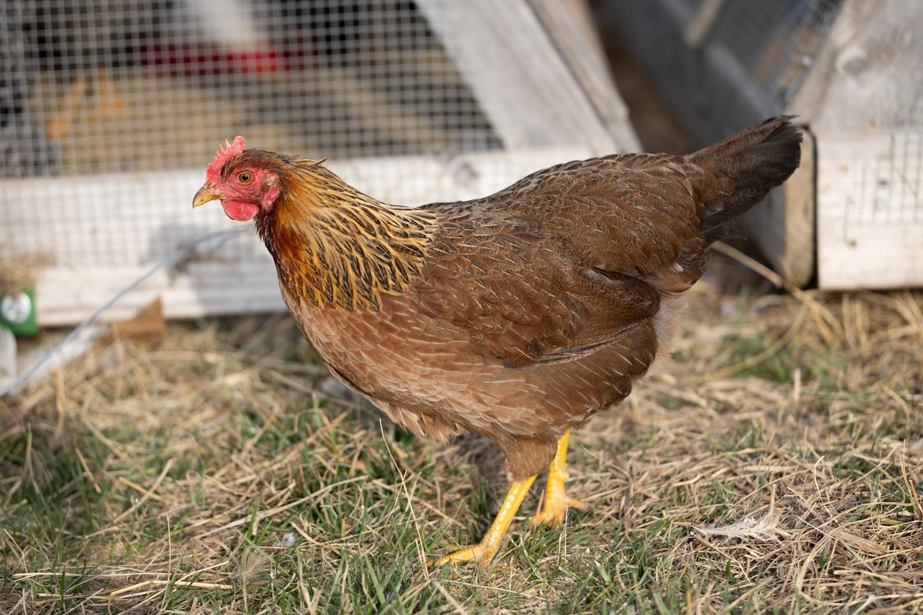 Welsummer Chicken Breed | Complete Guide (with Pictures) - The Seasonal Homestead