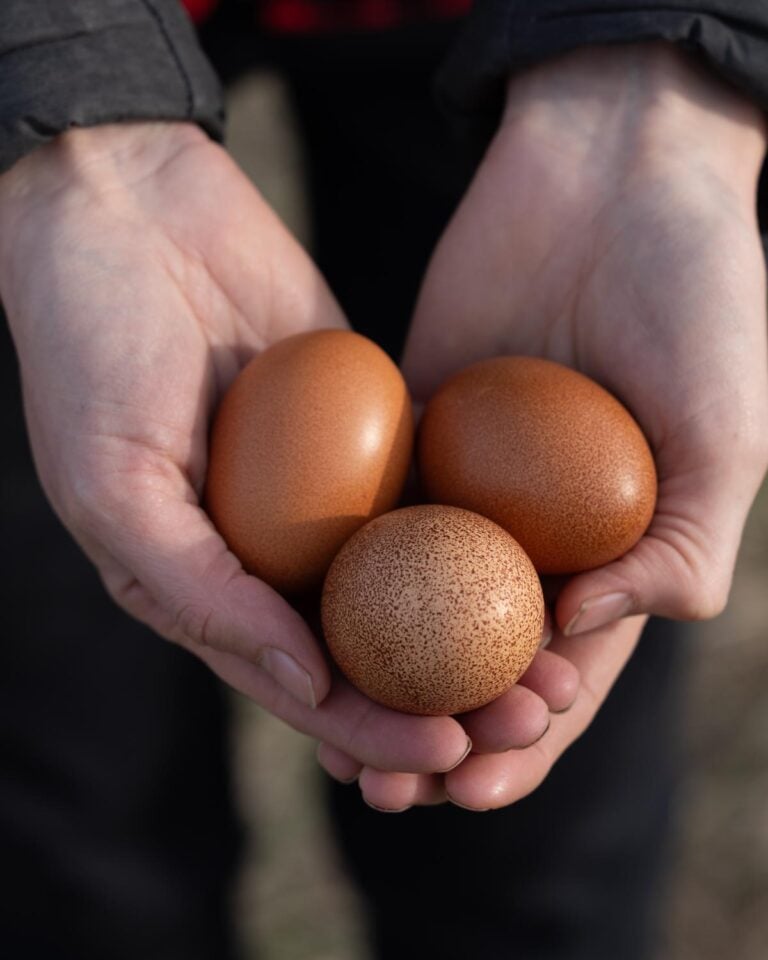 Welsummer Chicken Breed | Complete Guide (with Pictures) - The Seasonal ...