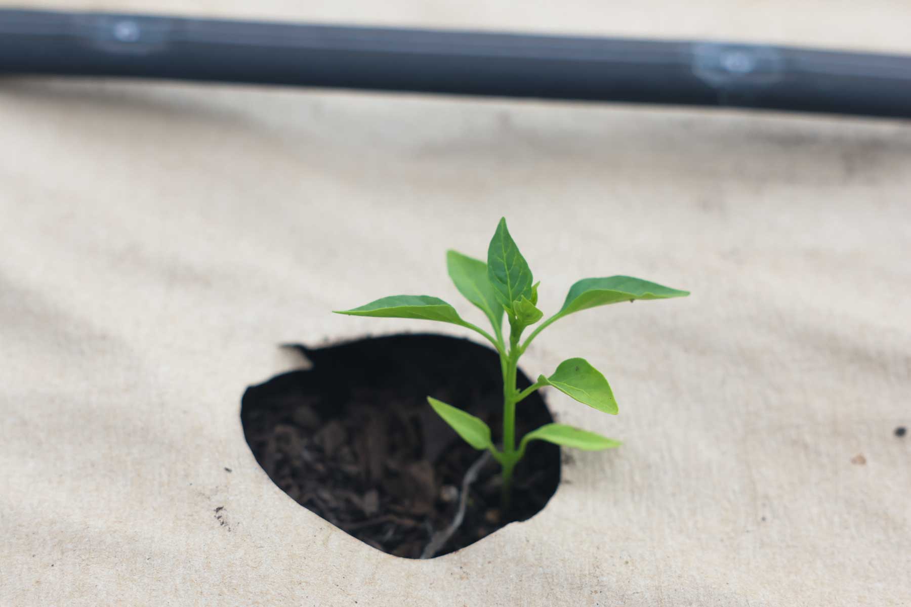 How to Grow Peppers | A Beginners Guide - The Seasonal Homestead