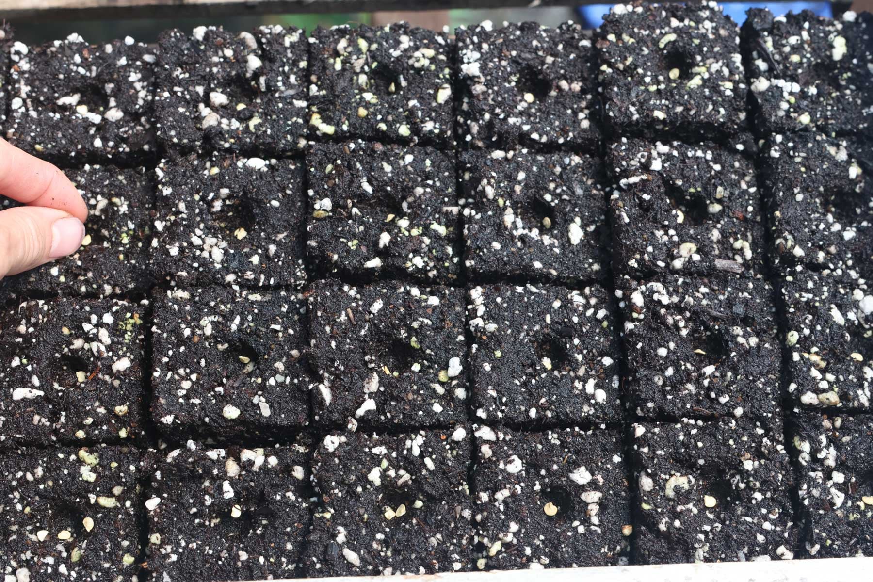 How to Grow Peppers | A Beginners Guide - The Seasonal Homestead