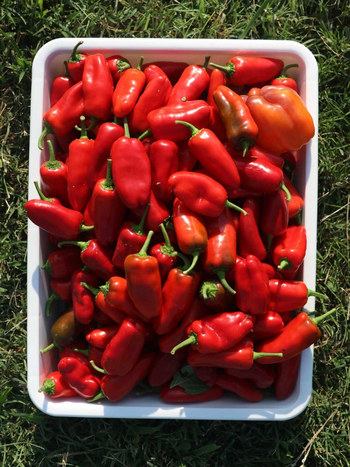 How to Grow Peppers | A Beginners Guide - The Seasonal Homestead