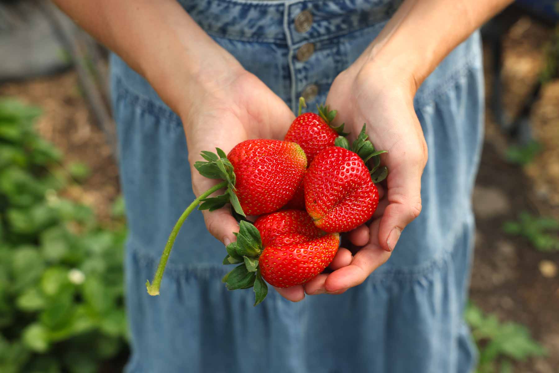 Strawberry Lemon Jam - The Seasonal Homestead