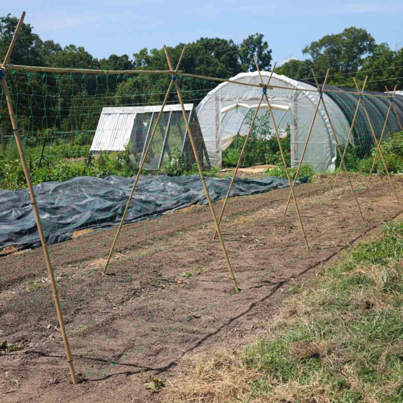 How to Build a Pole Bean Trellis - The Seasonal Homestead