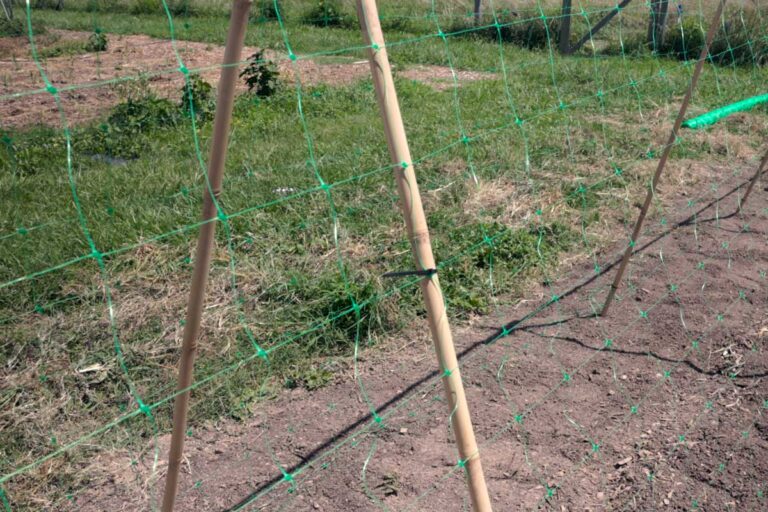 How to Build a Pole Bean Trellis - The Seasonal Homestead