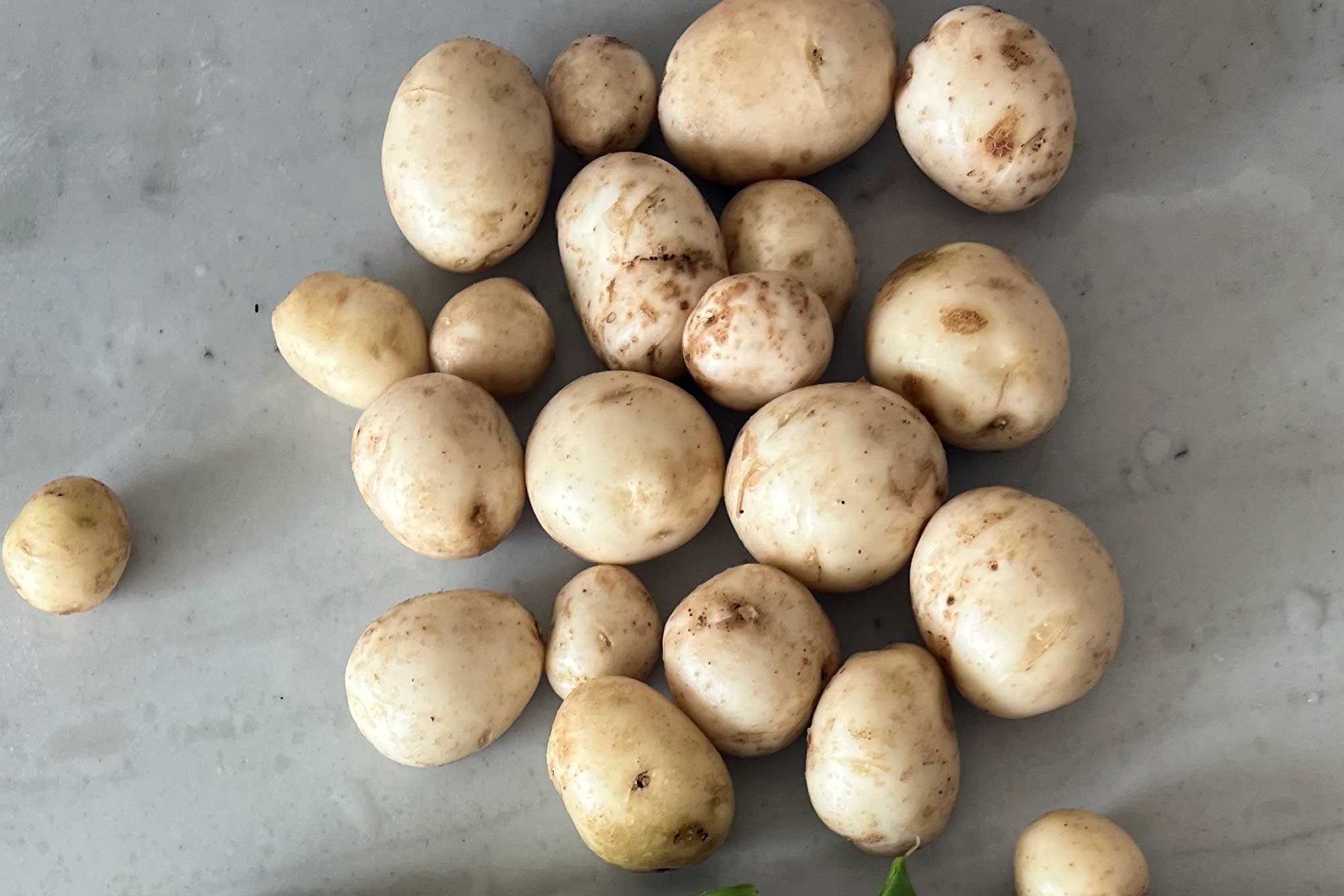 When to Harvest Potatoes - The Seasonal Homestead